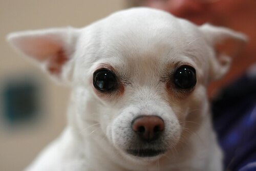 Higiena oczu psa - praktyczny poradnik - My Animals