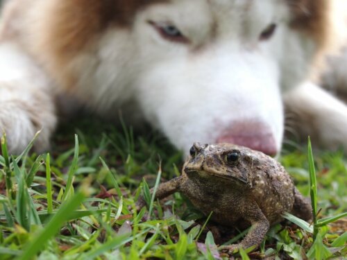 Zatrucie ropuchą u psów: objawy i leczenie - My Animals